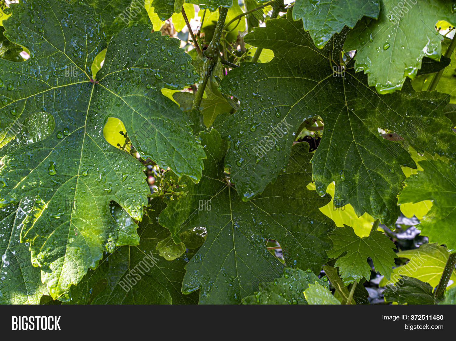 Green Grape Leaves On Image & Photo (Free Trial) | Bigstock