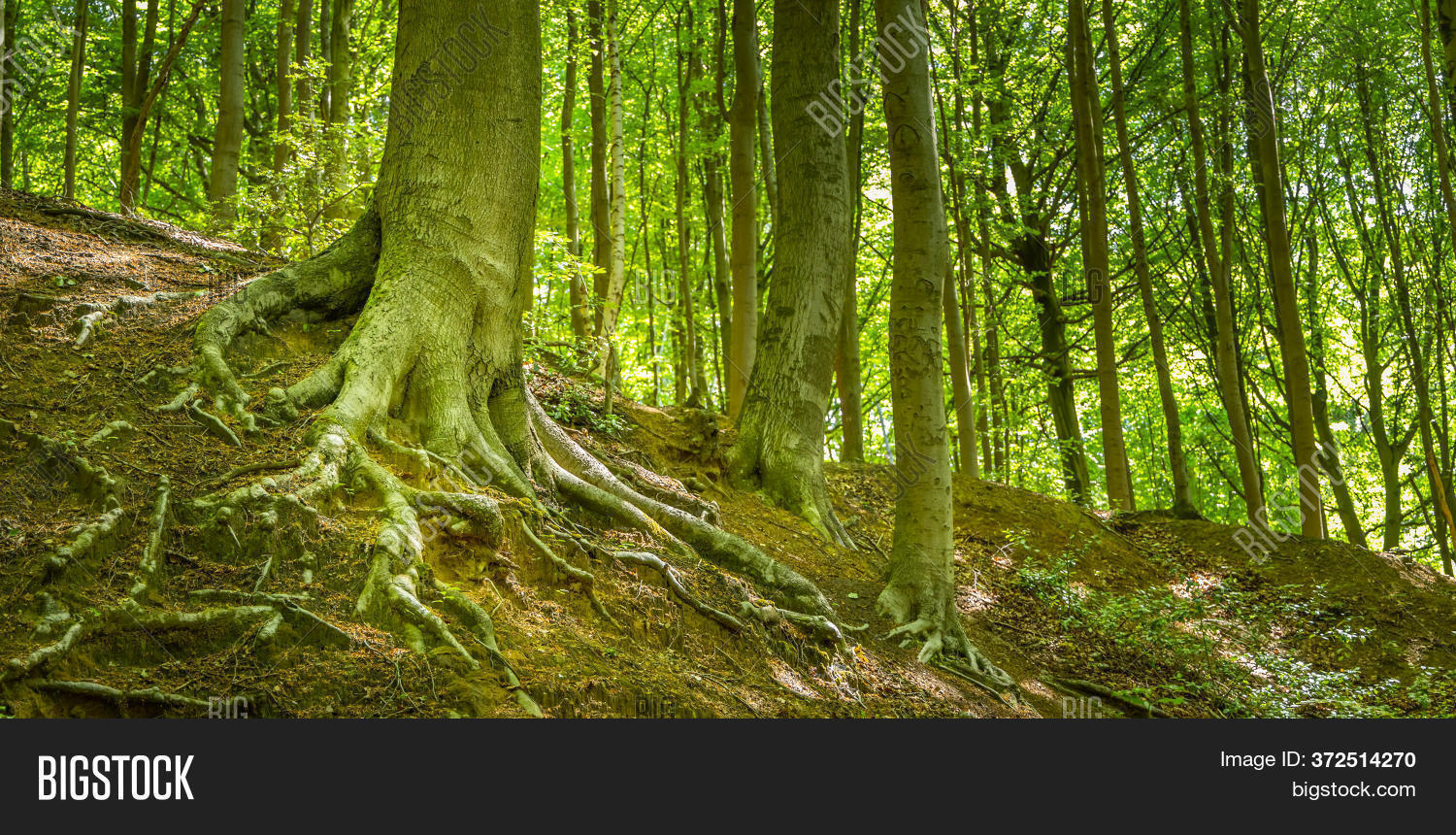 Ancient Forest Western Image & Photo (Free Trial) | Bigstock