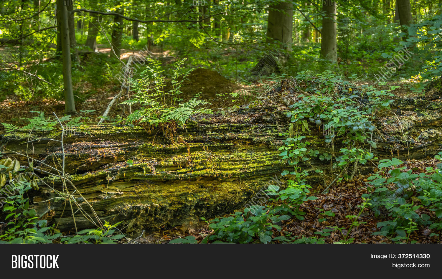 Ancient Forest Western Image & Photo (Free Trial) | Bigstock
