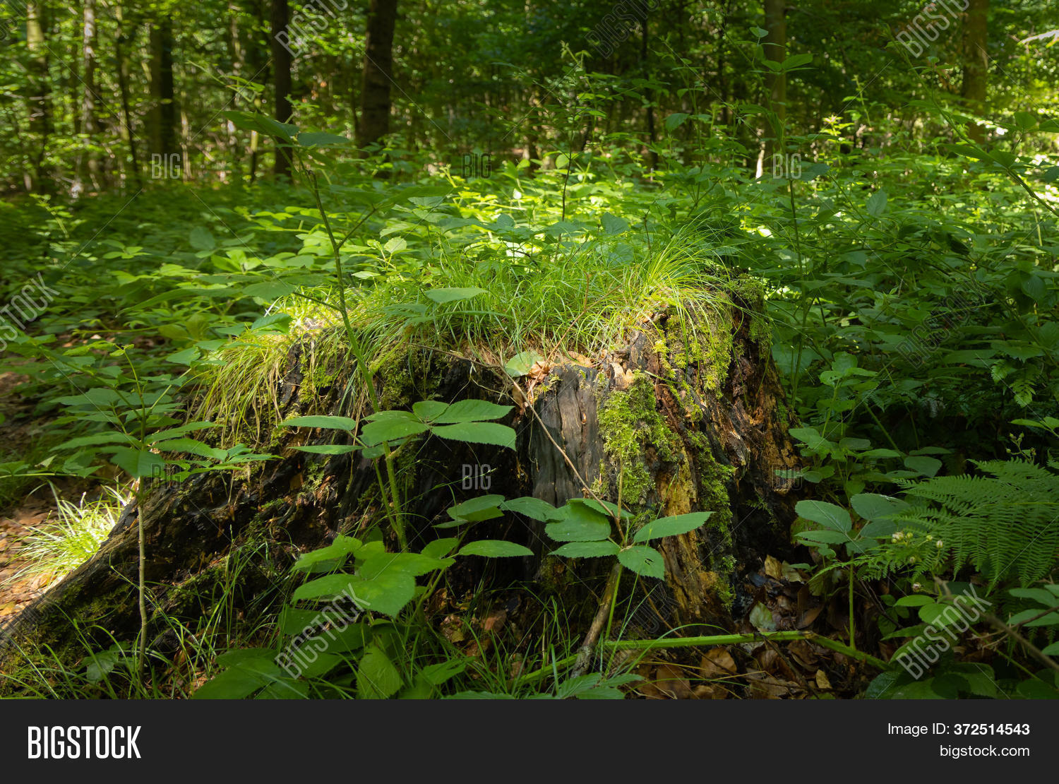 Ancient Forest Western Image & Photo (Free Trial) | Bigstock