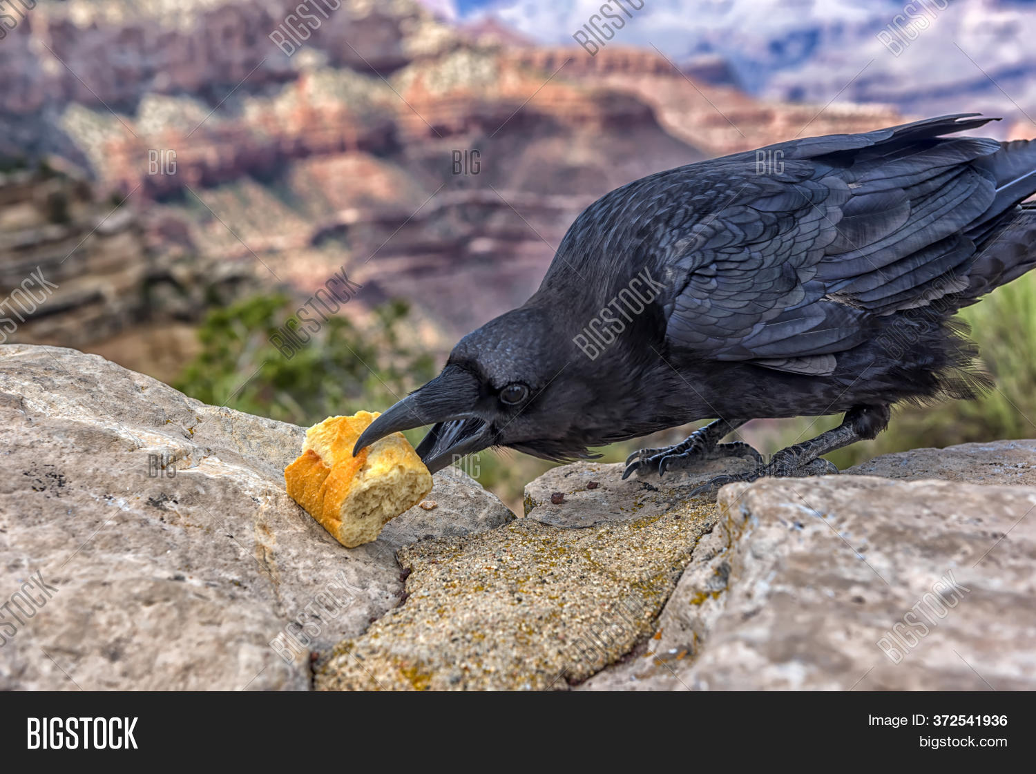 Beautiful Large Raven Image & Photo (Free Trial) | Bigstock