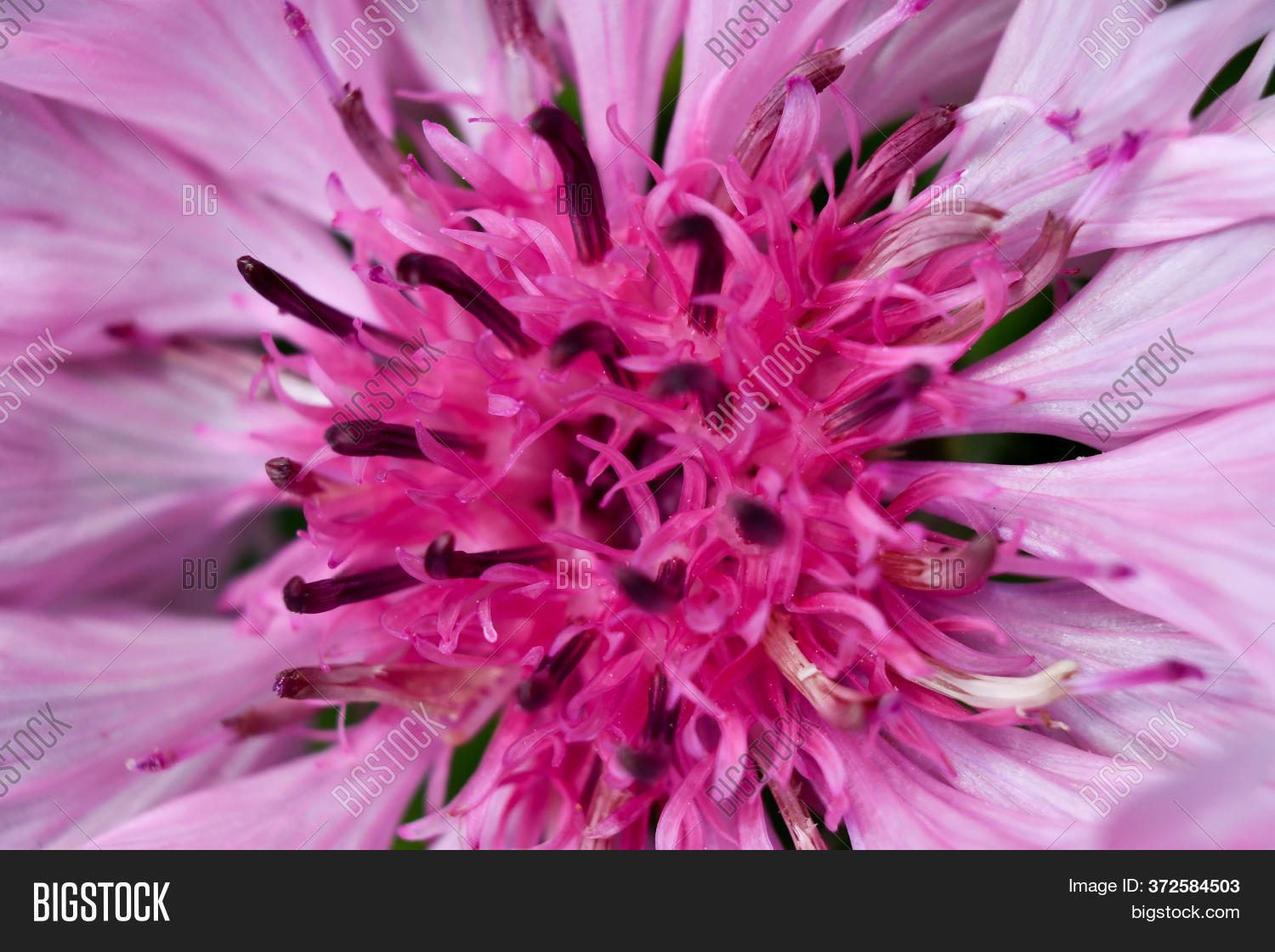 Pink Bachelor's Button Image & Photo (Free Trial) | Bigstock