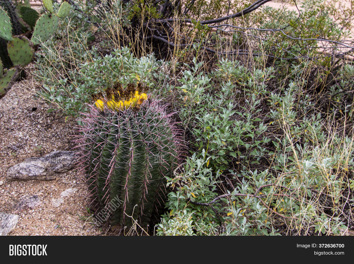 Barrel Cactus Fruit. Image & Photo (Free Trial) | Bigstock
