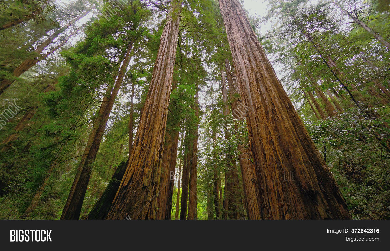 Redwood Forest - Giant Image & Photo (Free Trial) | Bigstock