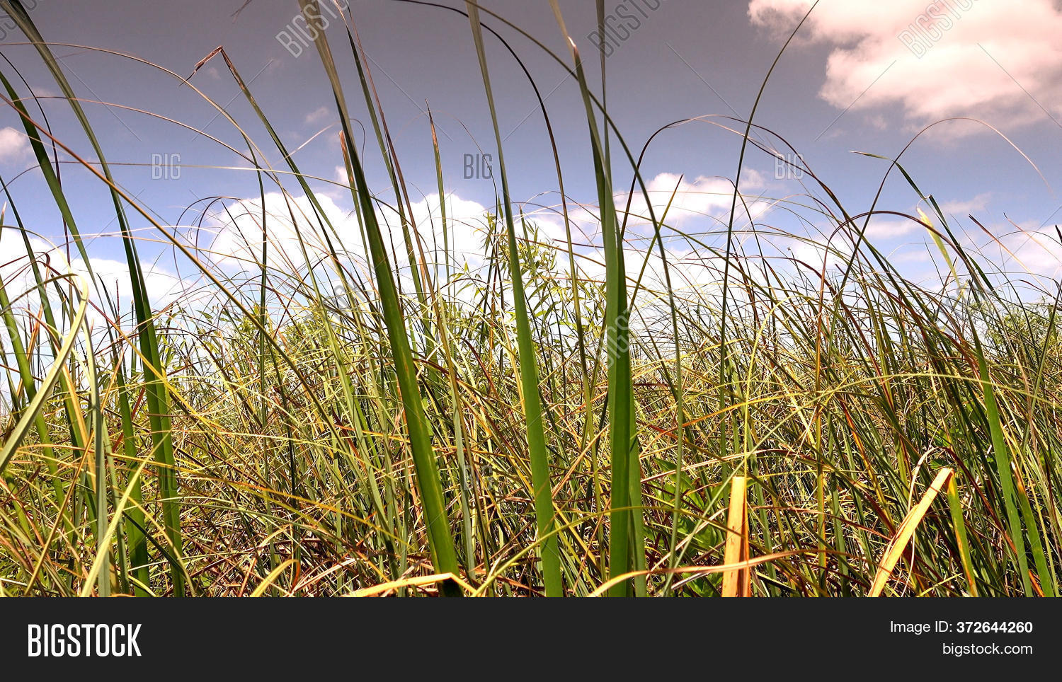 Sawgrass Everglades Image & Photo (Free Trial) | Bigstock
