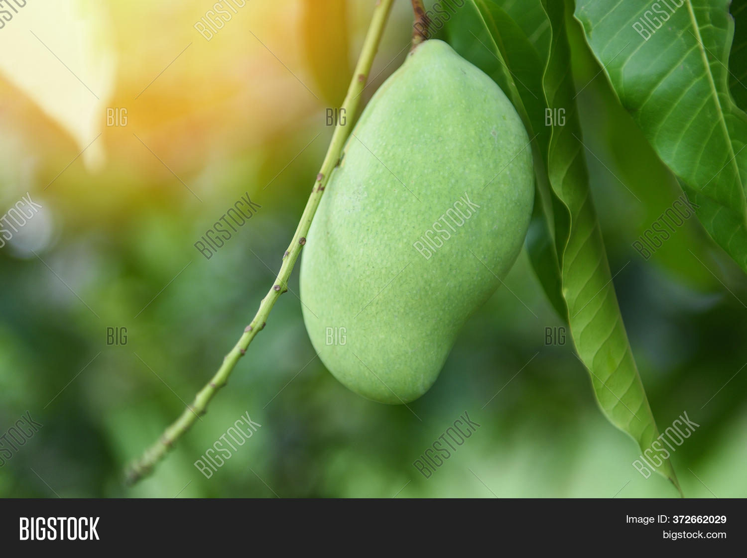 Raw Mango Hanging On Image & Photo (Free Trial) | Bigstock