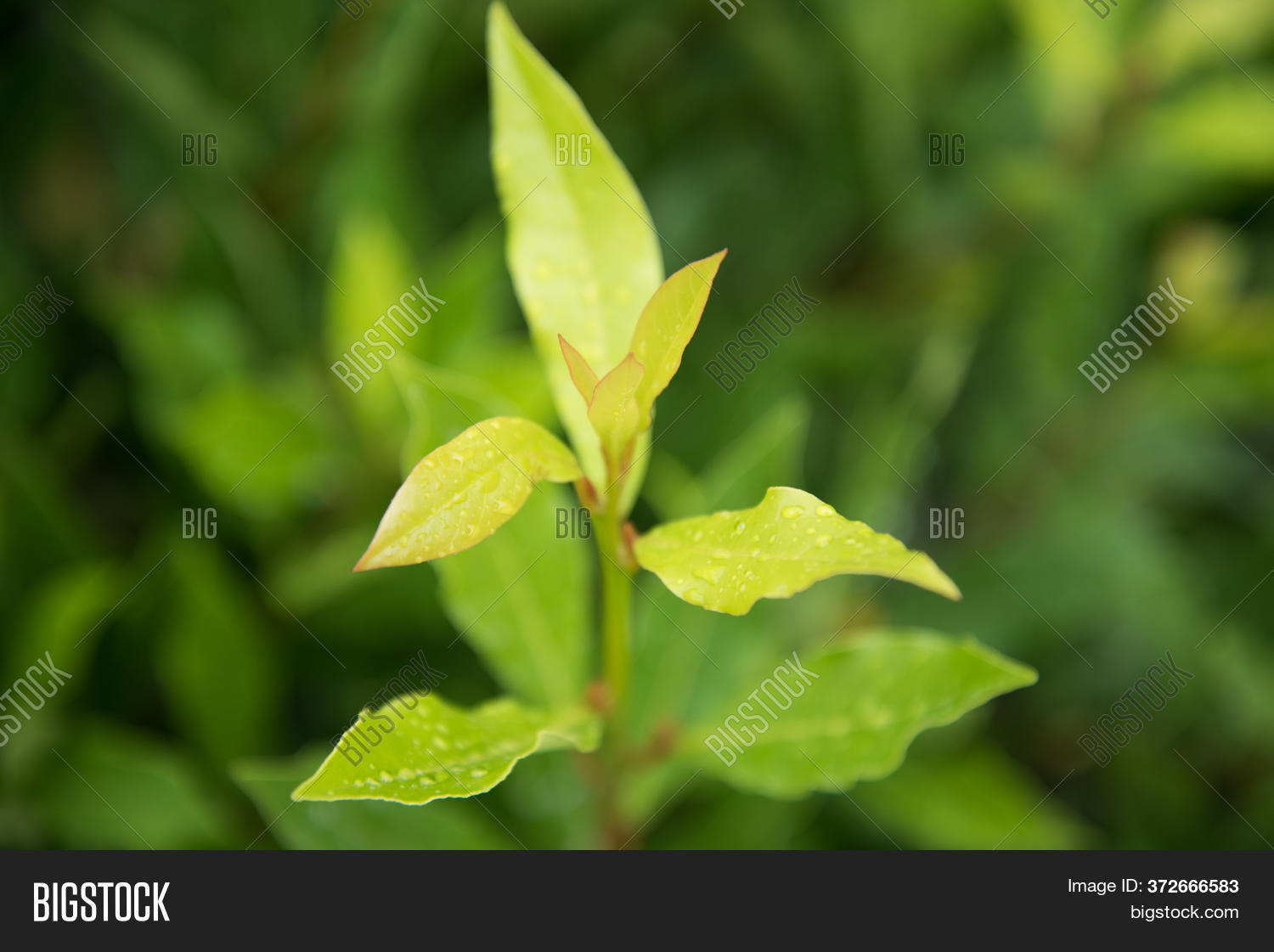 Bay Leaf Plant Close Image & Photo (Free Trial) | Bigstock