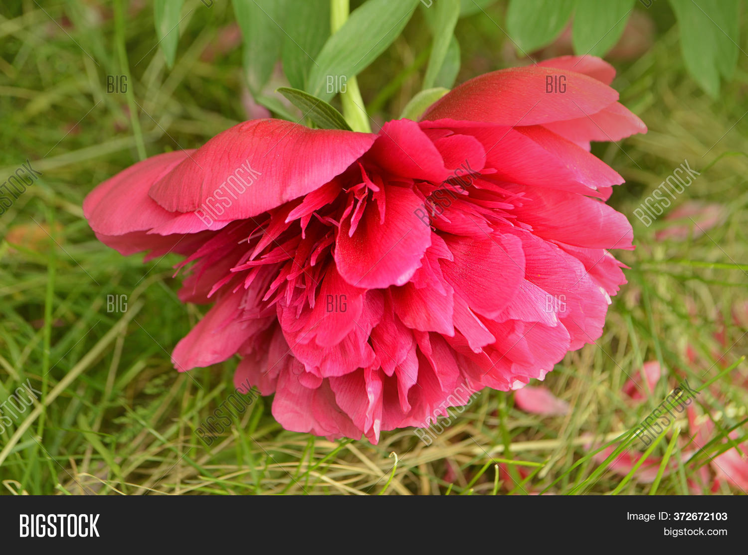 Red Peonies Garden. Image & Photo (Free Trial) | Bigstock