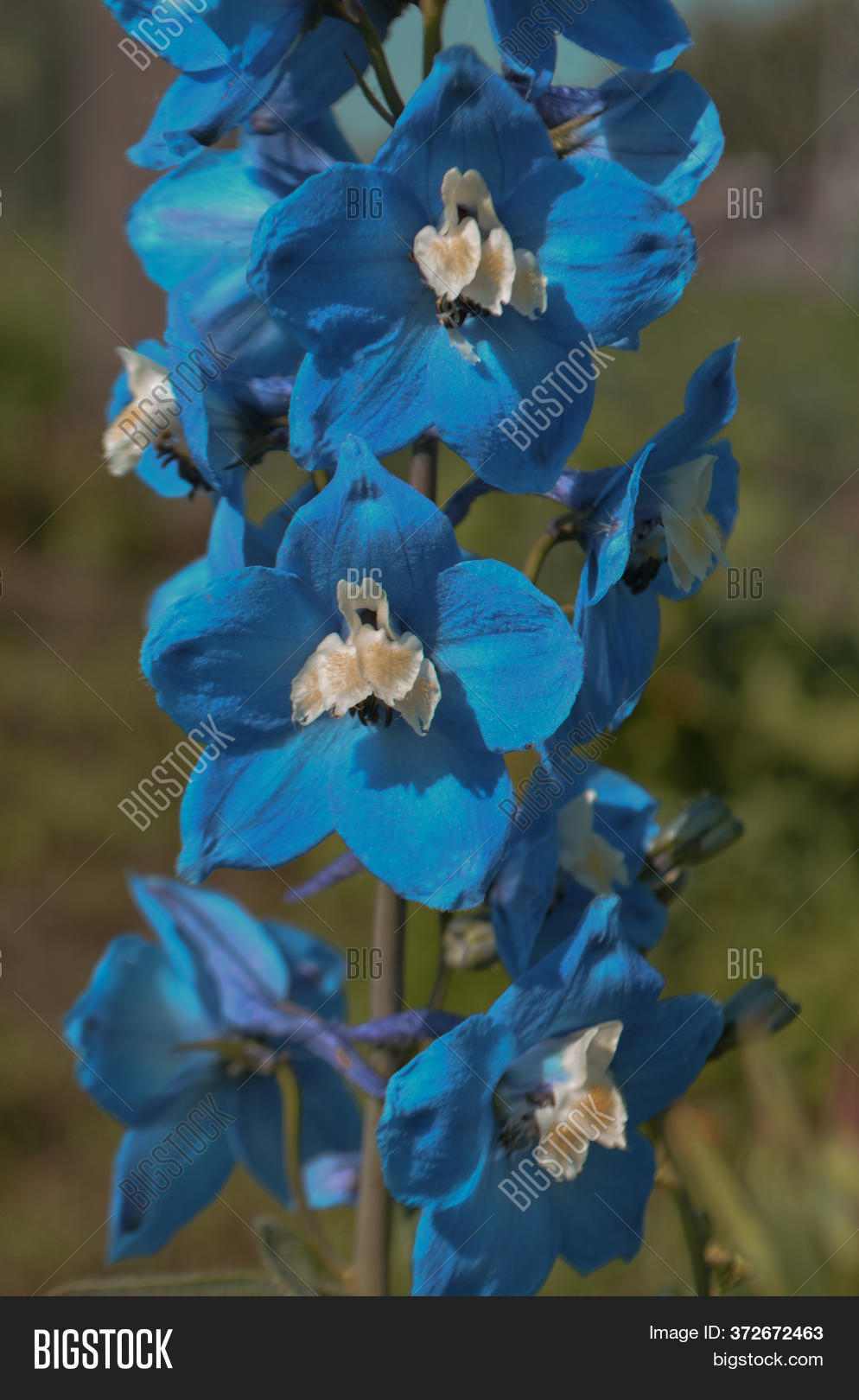 Delphinium Perennial Image & Photo (Free Trial) | Bigstock