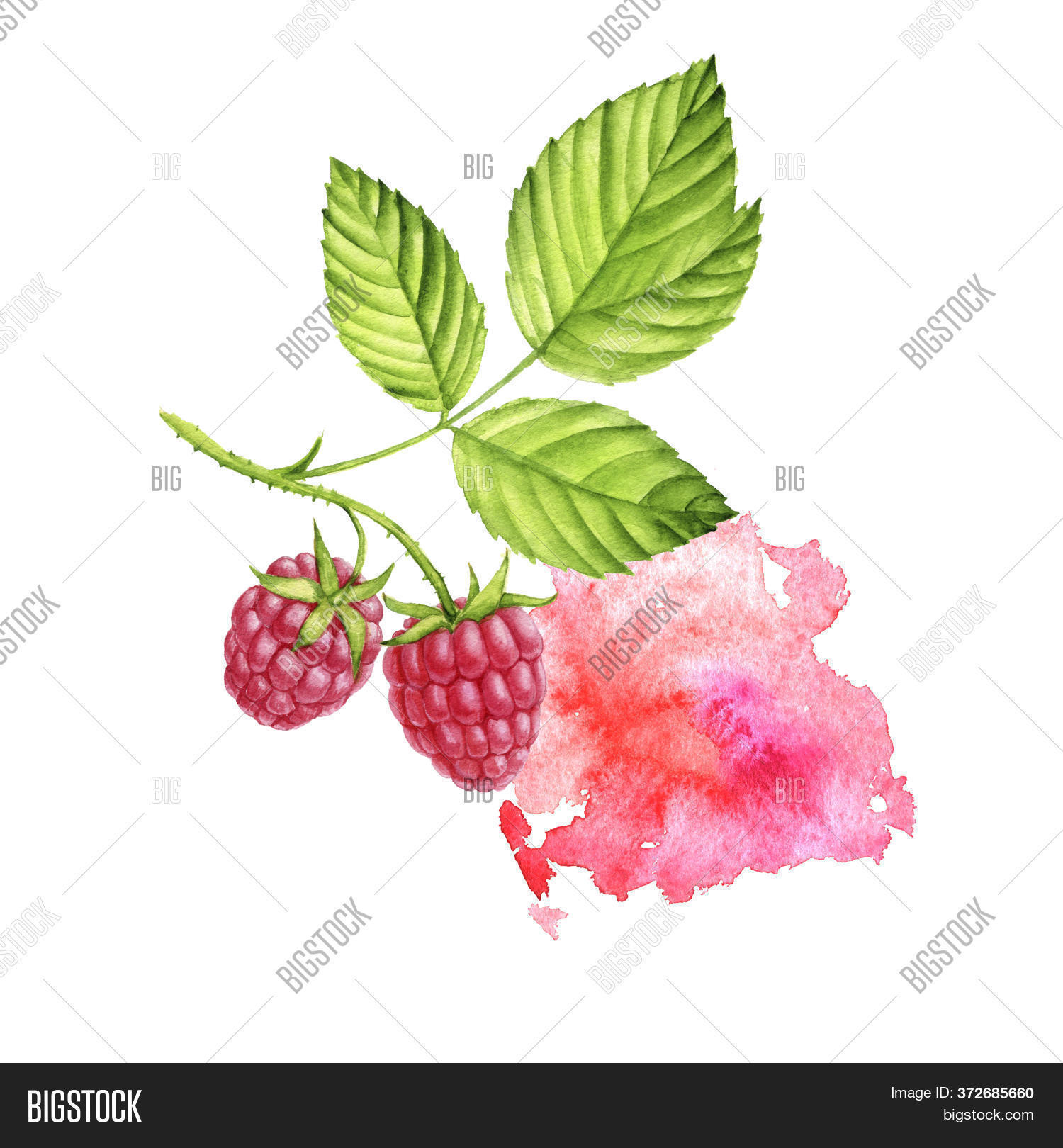 Watercolor Berries Image & Photo (Free Trial) | Bigstock