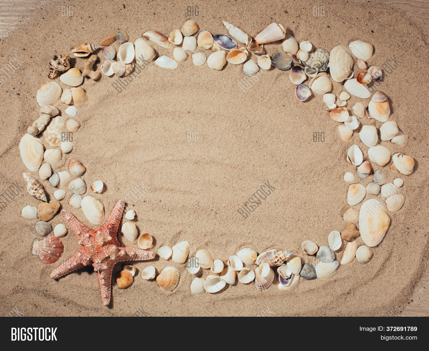 Seashells Summer Image & Photo (Free Trial) | Bigstock