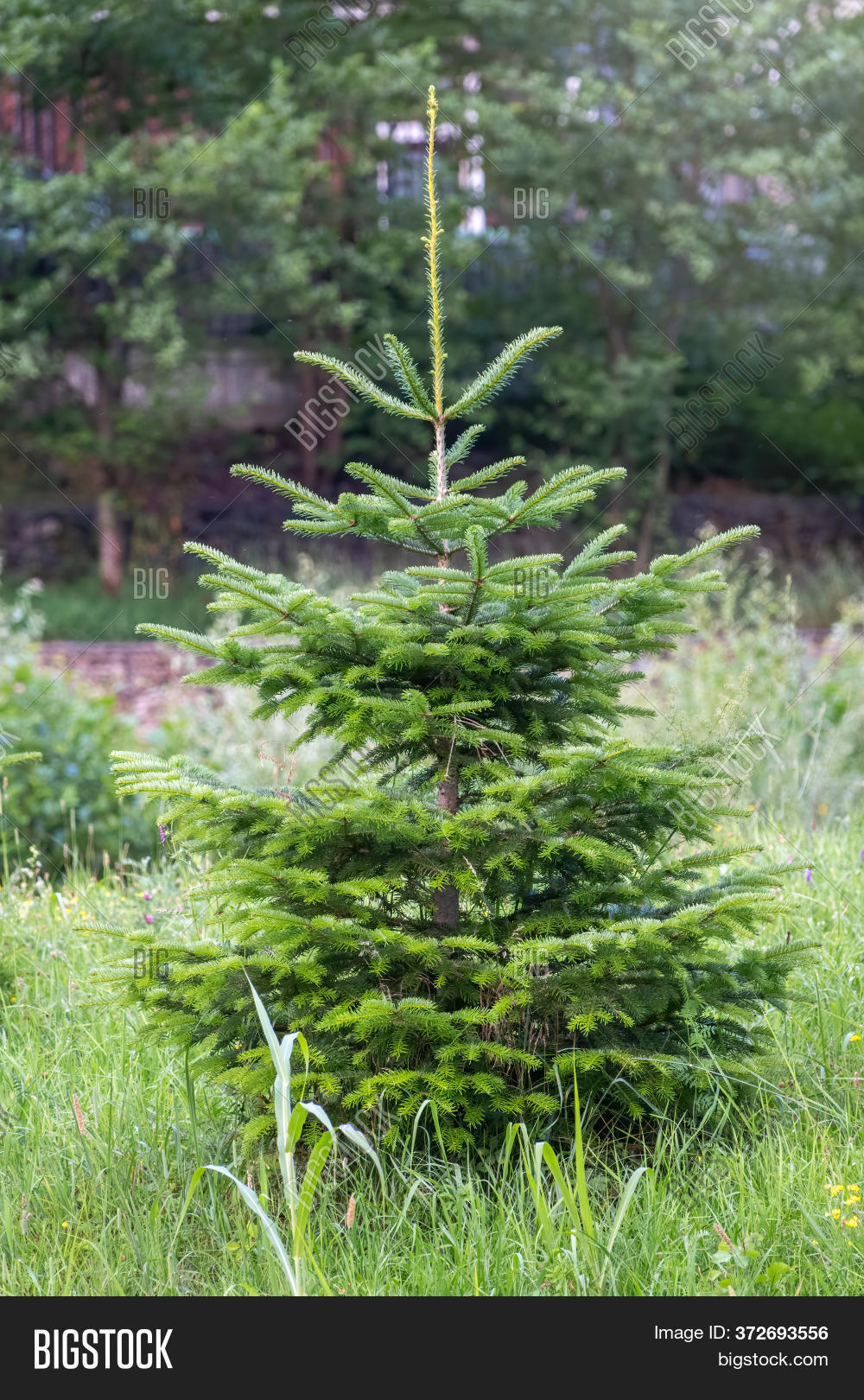 Little Christmas Trees Image & Photo (Free Trial) | Bigstock