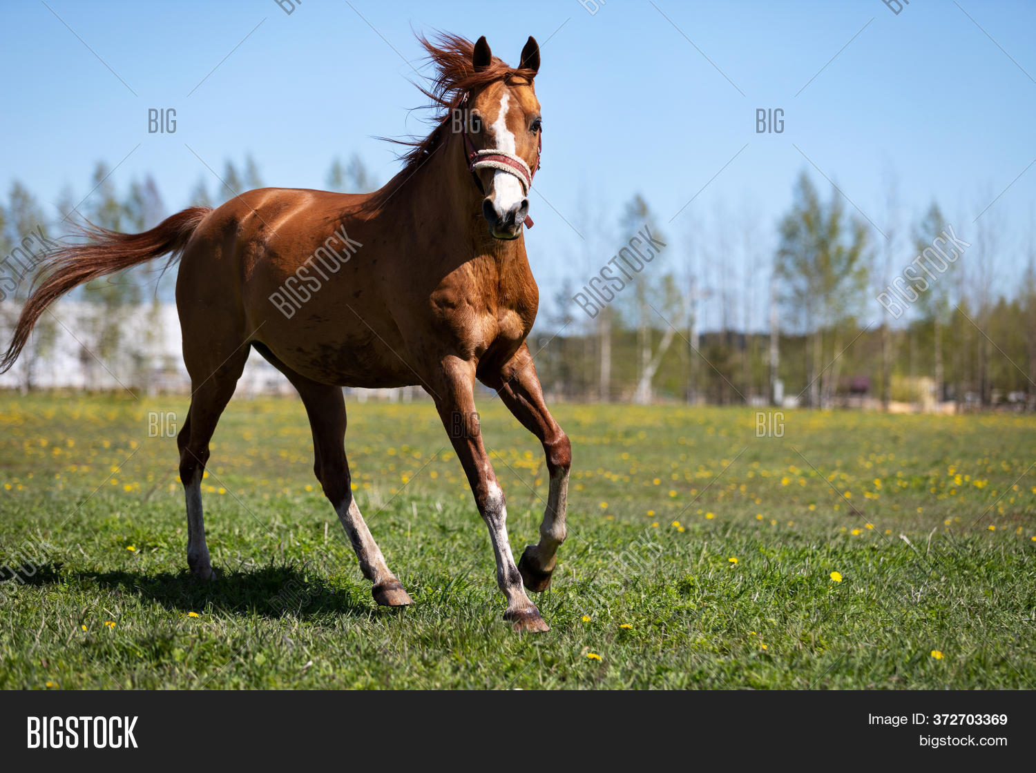 One Red Horse Image & Photo (Free Trial) | Bigstock