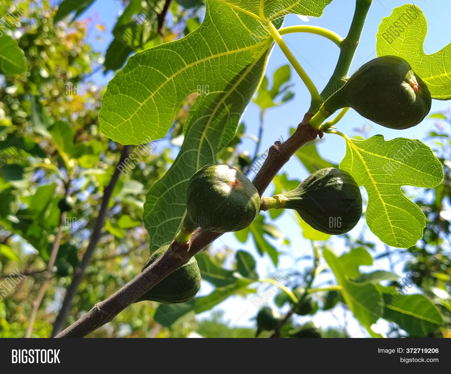 Figs On Branch. Green Image & Photo (Free Trial) | Bigstock