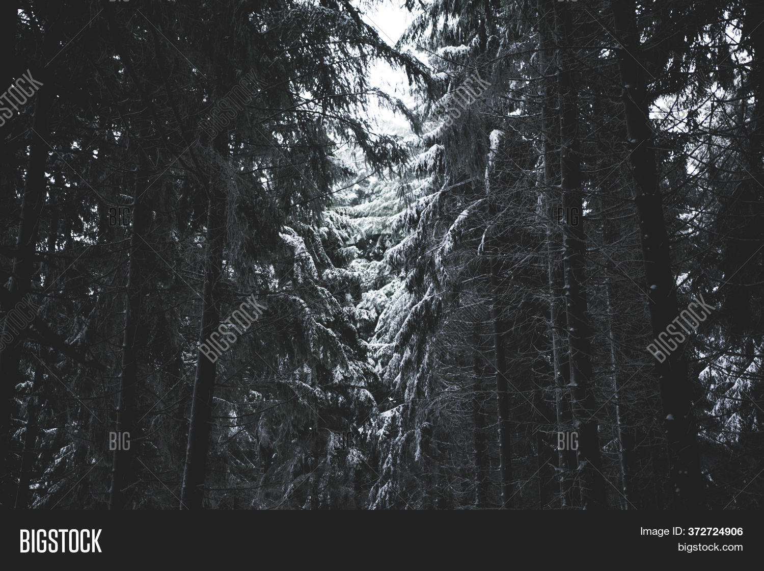 Empty Winter Forest Image & Photo (Free Trial) | Bigstock
