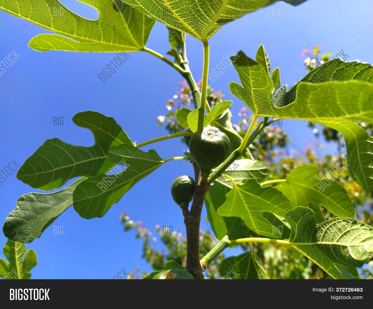 Figs On Branch. Green Image & Photo (Free Trial) | Bigstock