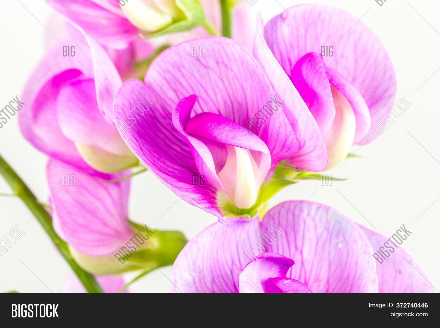 Beautiful Vicia Flower Image & Photo (Free Trial) | Bigstock
