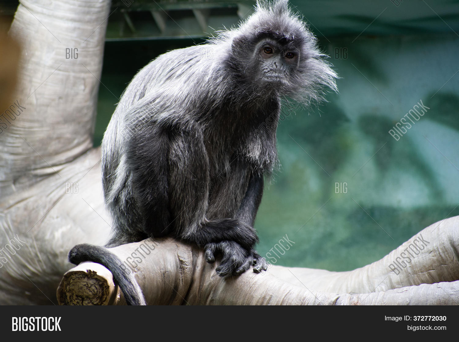 Langur Monkey Looking Image & Photo (Free Trial) | Bigstock