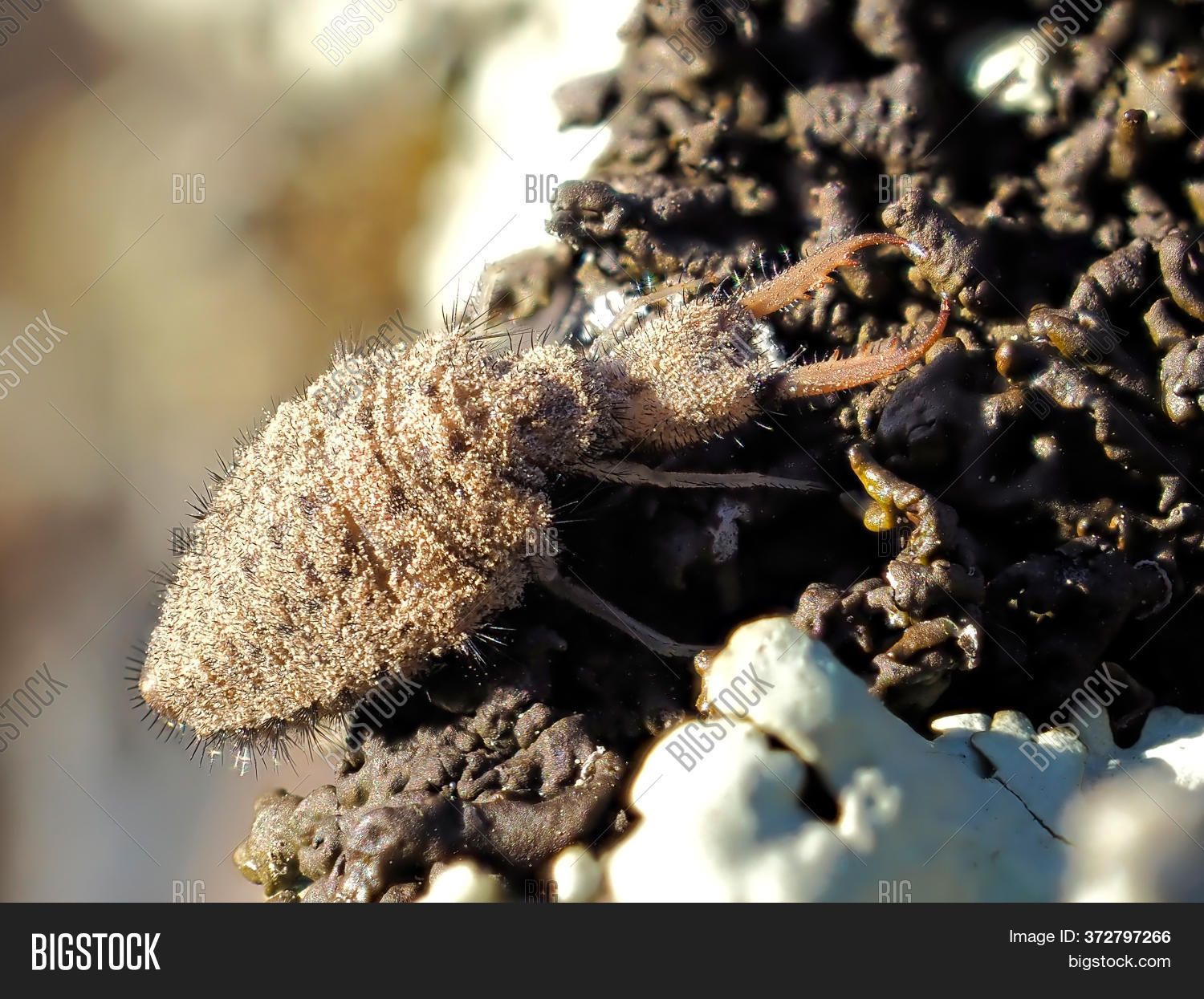 Ant Lion Insect Image & Photo (Free Trial) | Bigstock