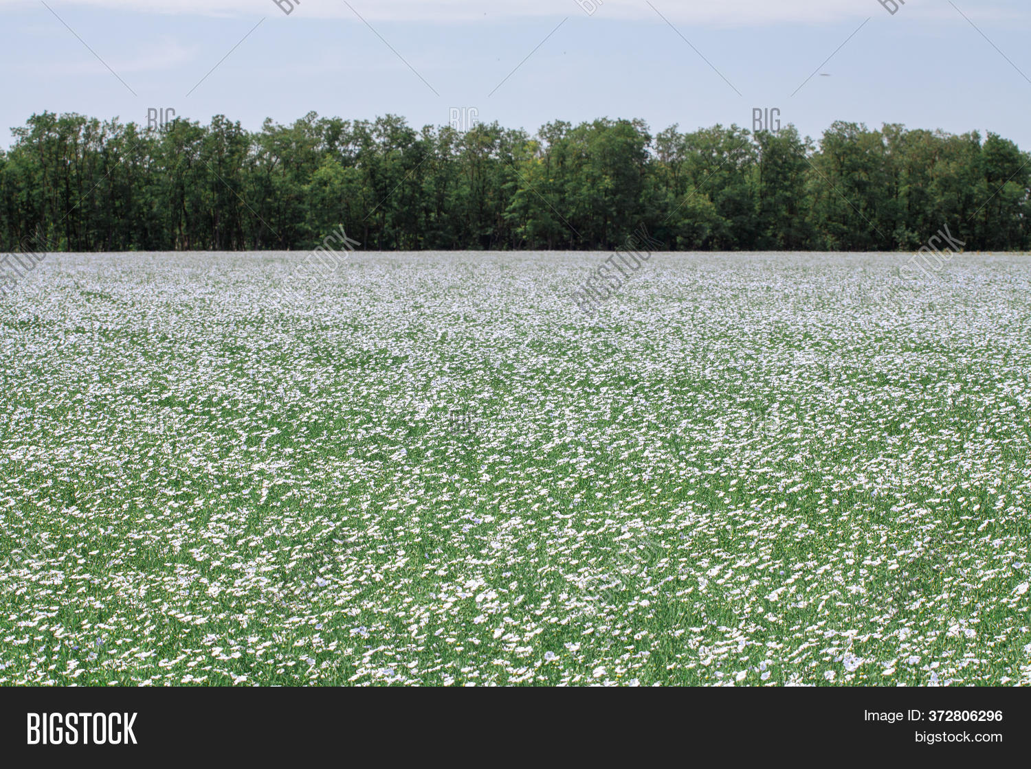Blooming Huge Field Image & Photo (Free Trial) | Bigstock