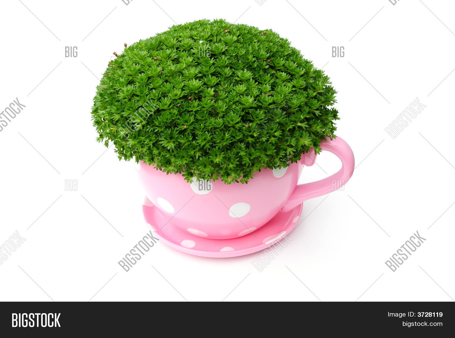 Giant Tea Cup Saucer Image & Photo (Free Trial) | Bigstock