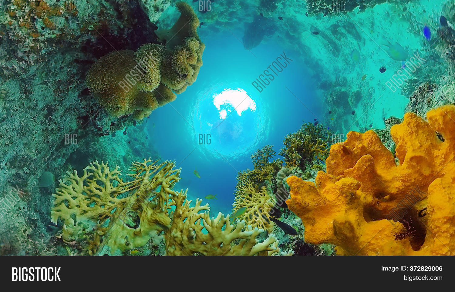 Underwater Fish Reef Image & Photo (Free Trial) | Bigstock