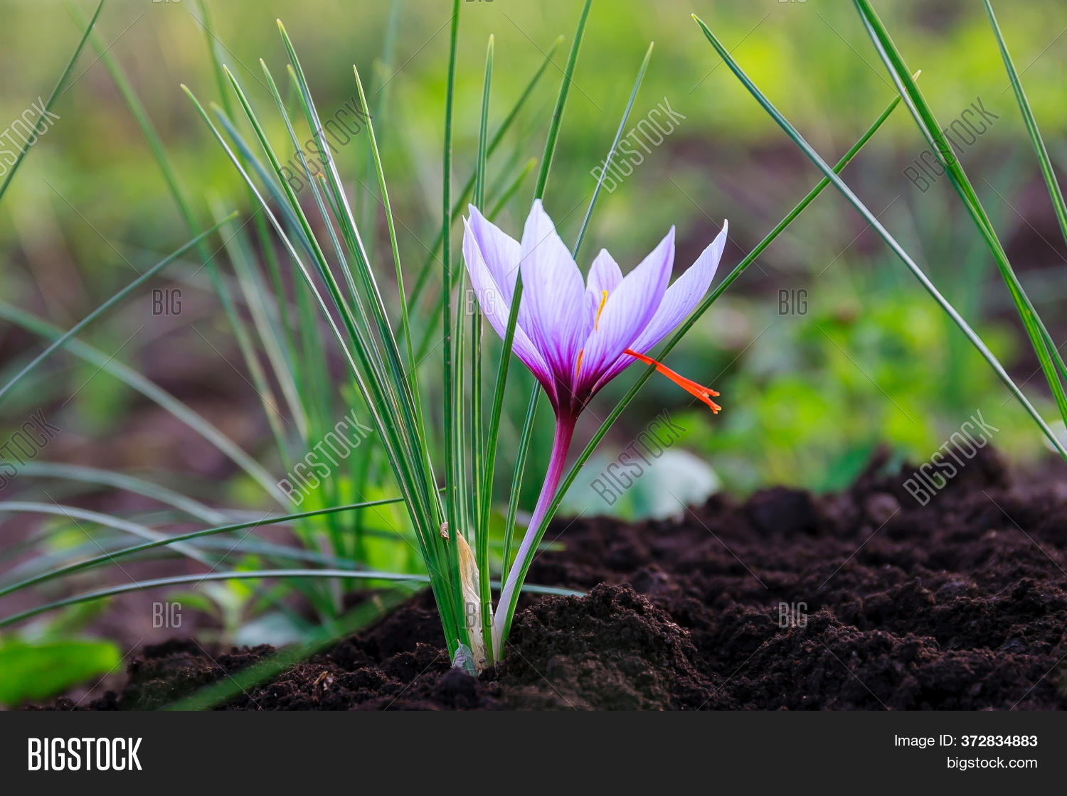 Saffron Flowers On Image & Photo (Free Trial) | Bigstock
