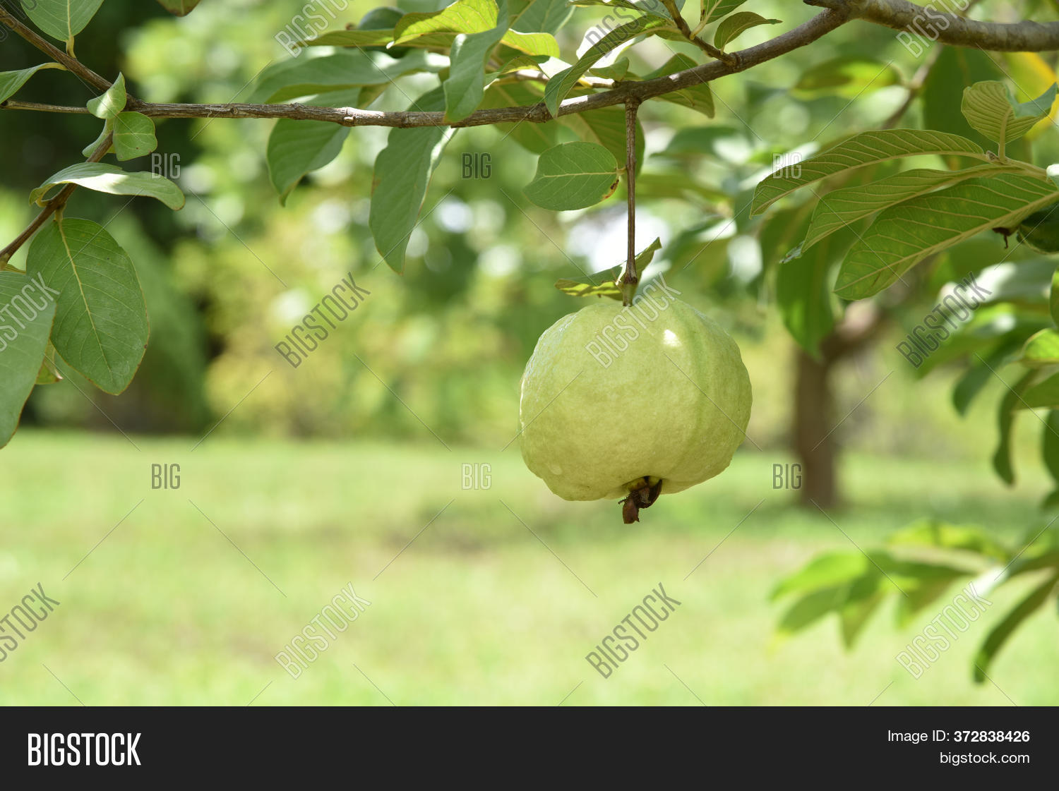 Organic Guava Fruit. Image & Photo (Free Trial) | Bigstock