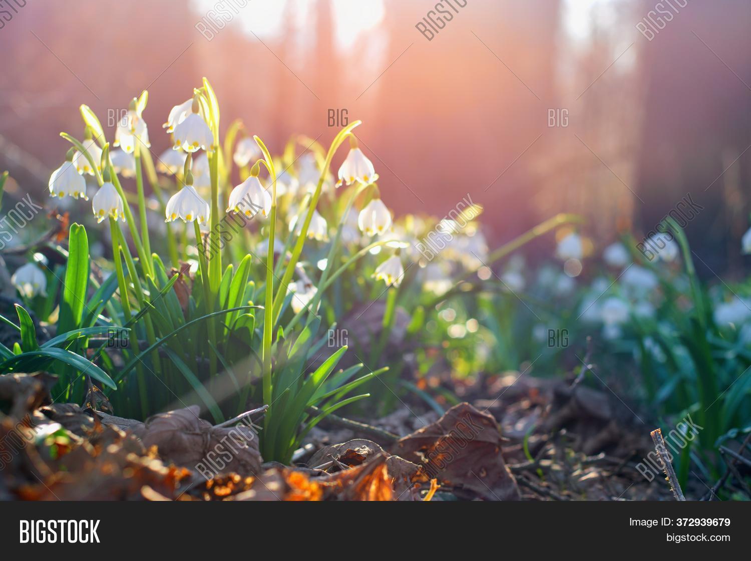 Spring Flowers Shining Image & Photo (Free Trial) | Bigstock