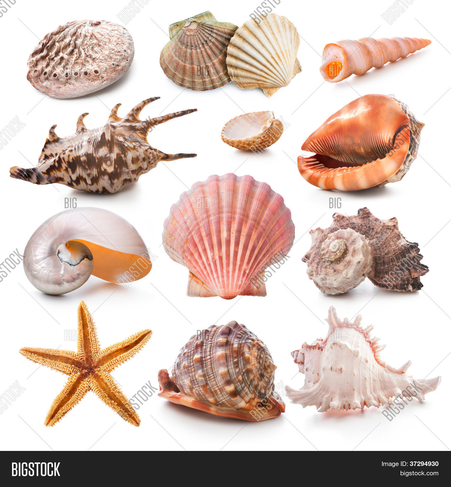 Seashell Collection Image & Photo (Free Trial) | Bigstock