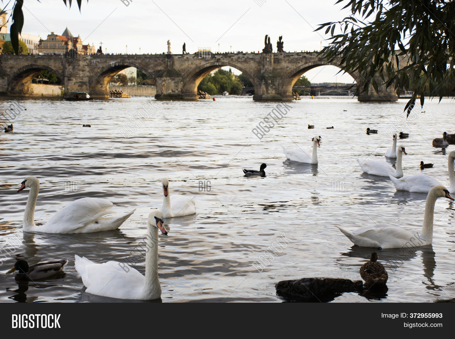 Swans Family Floating Image & Photo (Free Trial) | Bigstock