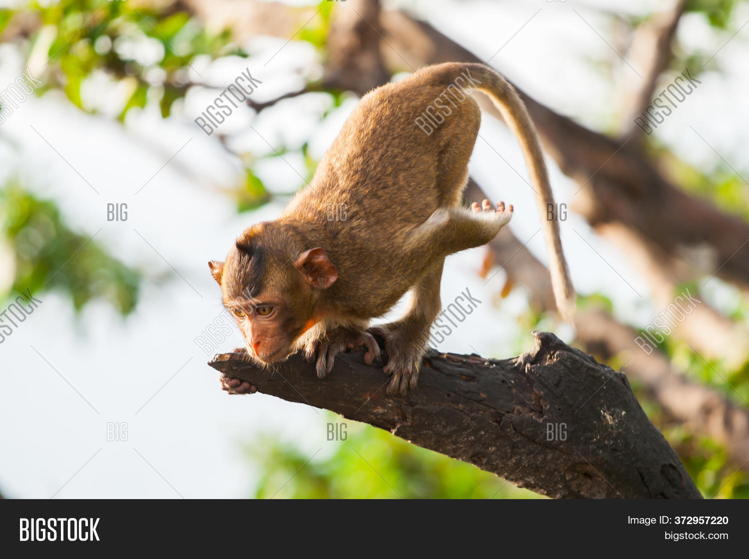 Brown Color Monkey Image & Photo (Free Trial) | Bigstock