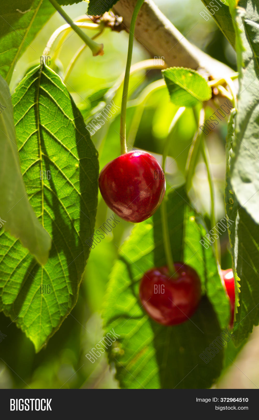 Red Cherries Just Image & Photo (Free Trial) | Bigstock