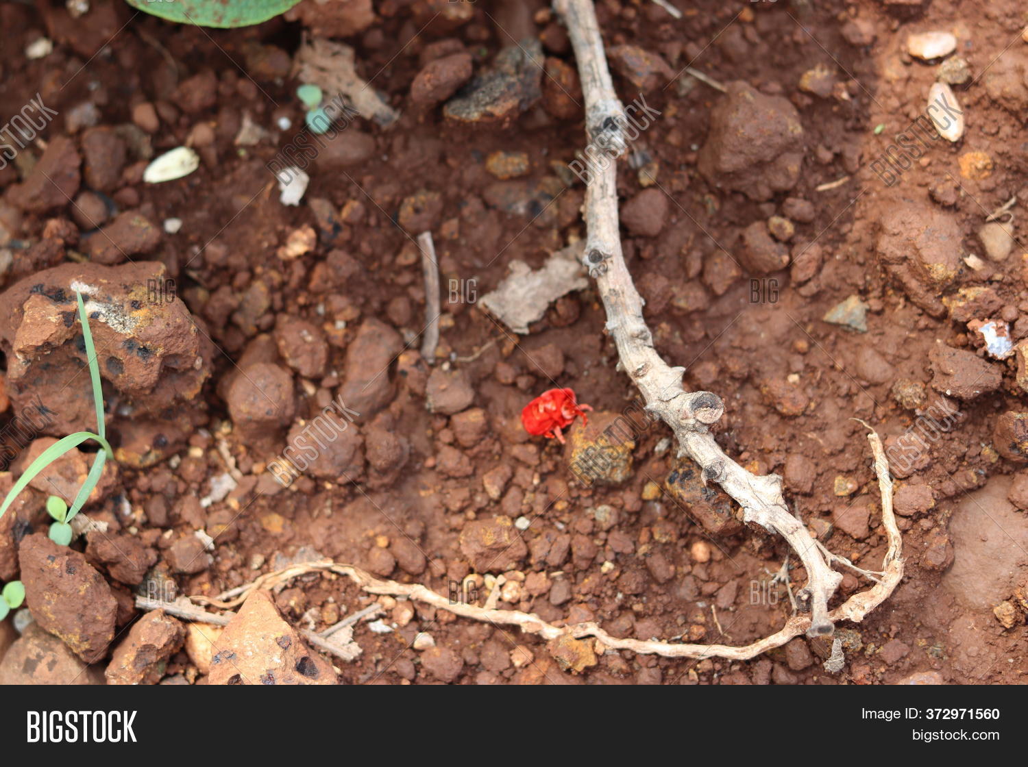 Red Velvet Mites Rain Image & Photo (Free Trial) | Bigstock