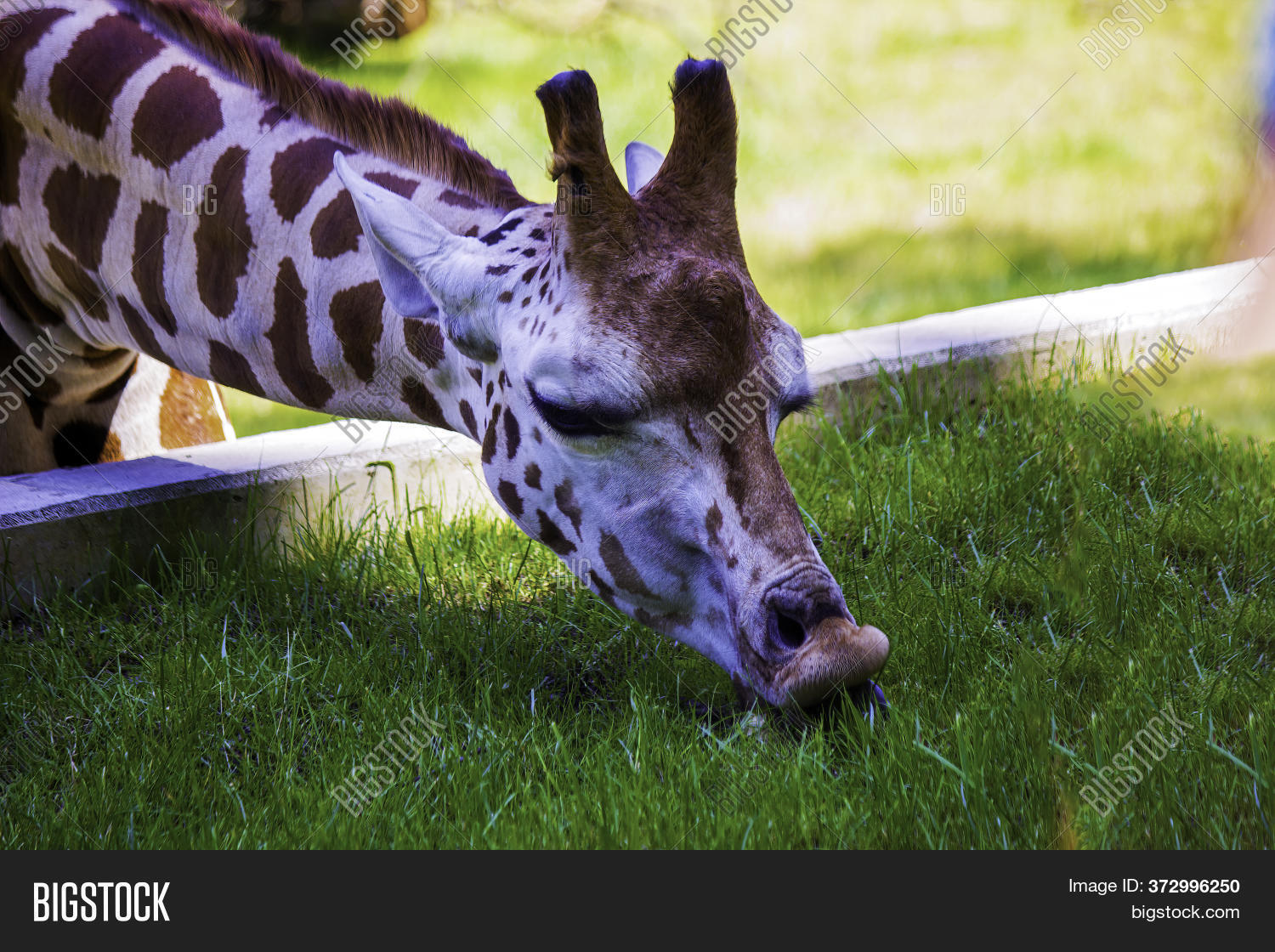 Grass Eating Giraffe Image & Photo (Free Trial) | Bigstock