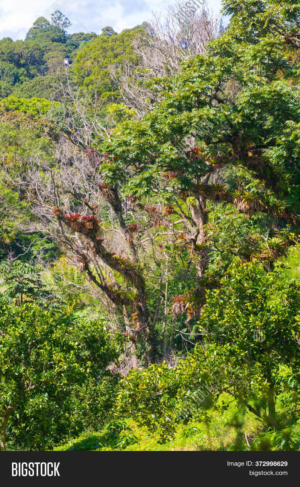 Costa Rica Tropical Image & Photo (Free Trial) | Bigstock