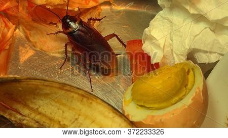 Cockroach Eating Food Image & Photo (Free Trial) | Bigstock