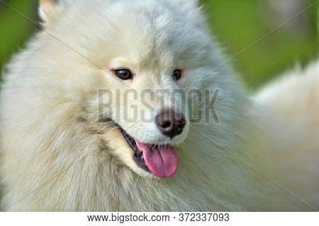 Samoyed Summer Image & Photo (Free Trial) | Bigstock