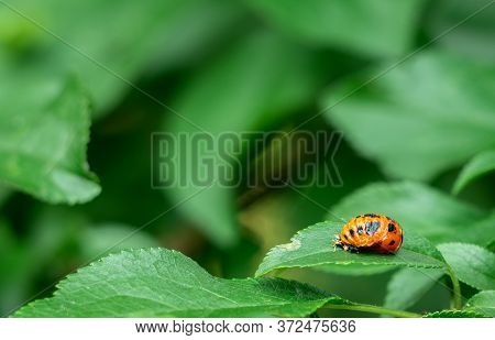 Red Insect Larva Image & Photo (Free Trial) | Bigstock