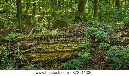 Ancient Forest Western Image & Photo (Free Trial) | Bigstock
