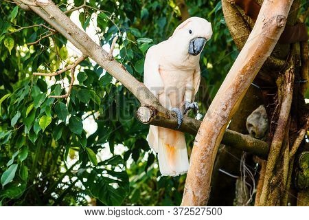 Umbrella Cockatoo Image & Photo (Free Trial) | Bigstock