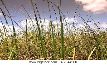 Sawgrass Everglades Image & Photo (Free Trial) | Bigstock