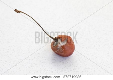 Spoiled Sweet Cherry Image & Photo (Free Trial) | Bigstock