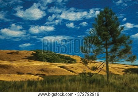 Pine Tree On Shadow Image & Photo (Free Trial) | Bigstock