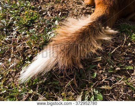 Ragged Dog Tail Lies Image & Photo (Free Trial) | Bigstock
