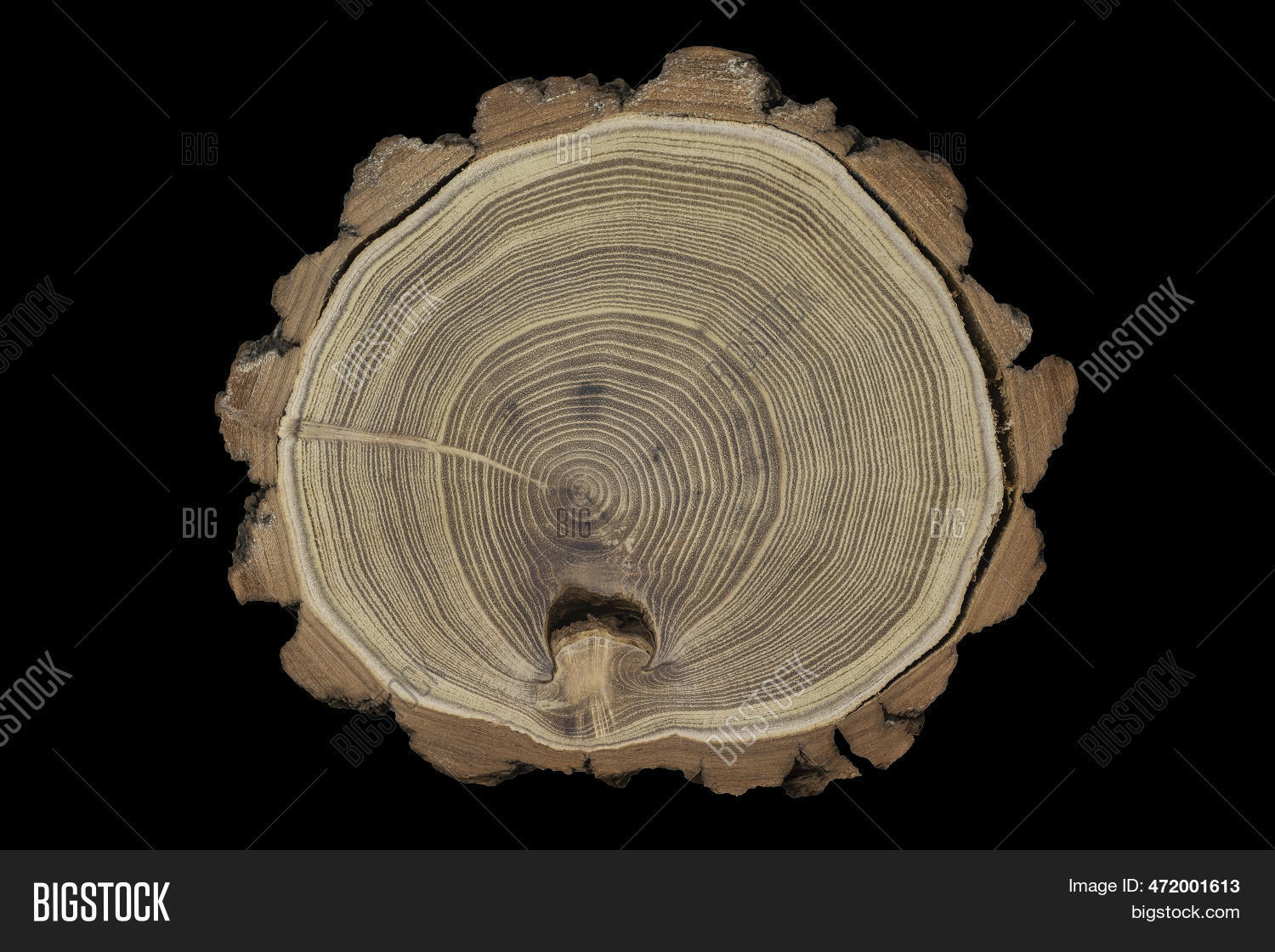 Maple Tree Slice Image & Photo (Free Trial) | Bigstock