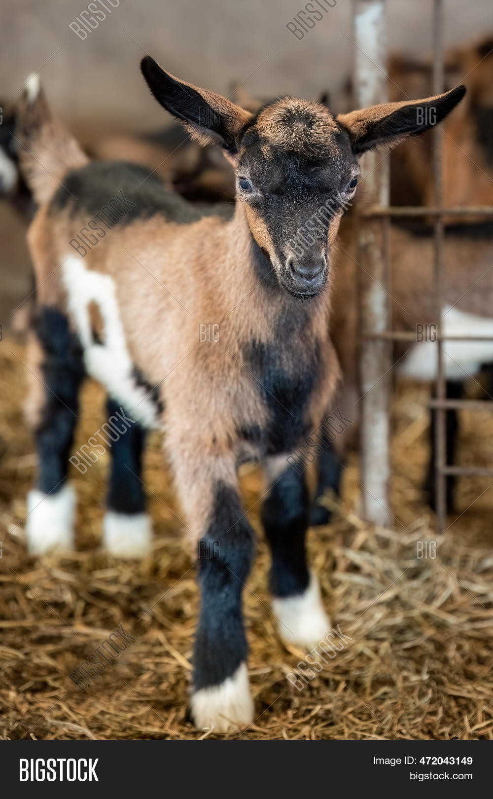 Brown Baby Goat On Image & Photo (Free Trial) | Bigstock