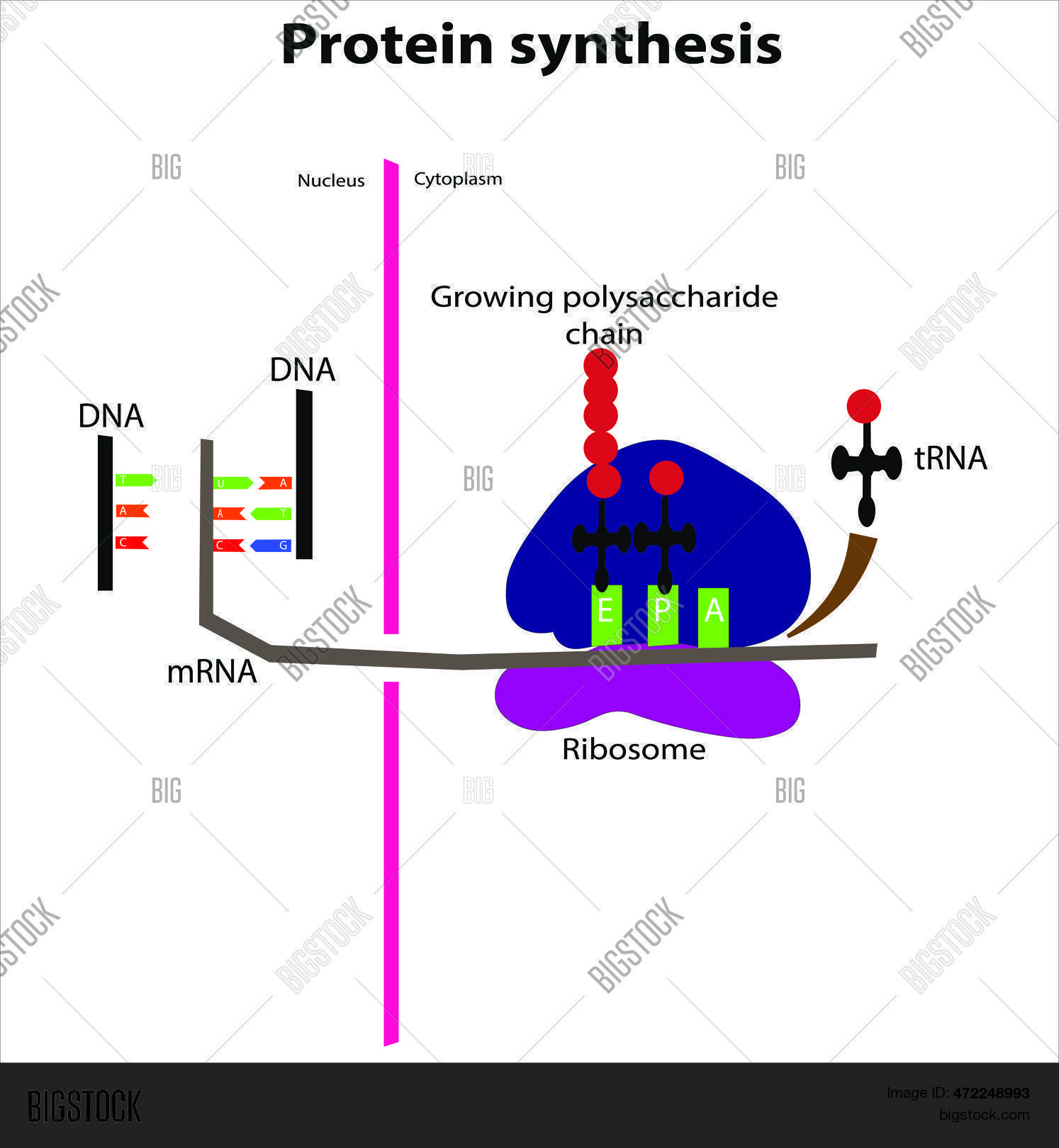 Protein Synthesis Vector & Photo (Free Trial) | Bigstock