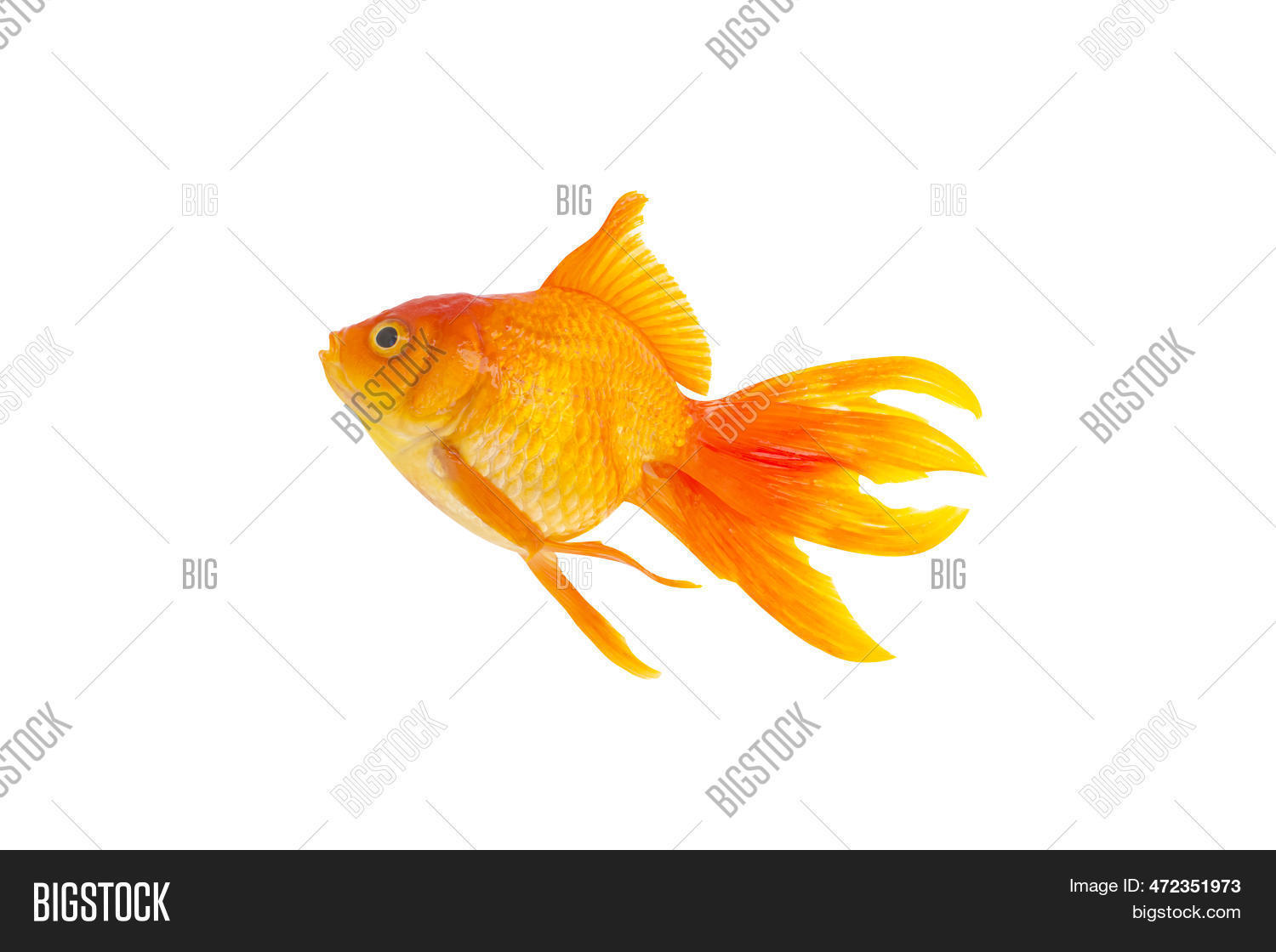 Asian Goldfish Image & Photo (Free Trial) | Bigstock