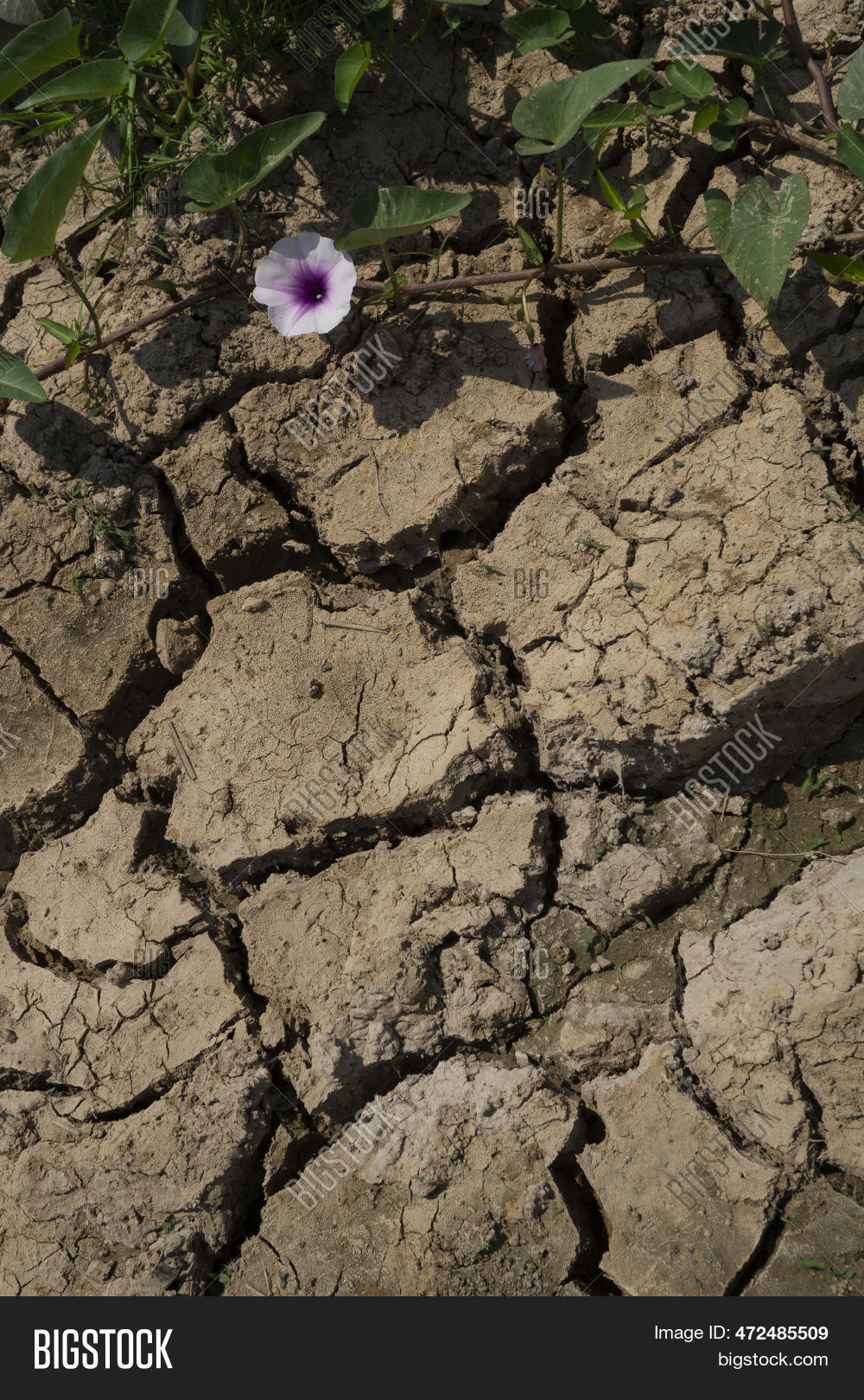 Soil Cracks Rice Image & Photo (Free Trial) | Bigstock